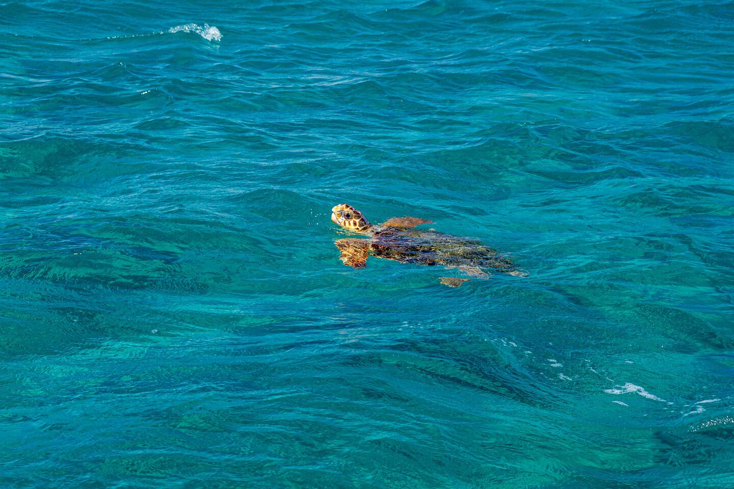 In Zakynthos, turtles are coming home - Sustainable Greece