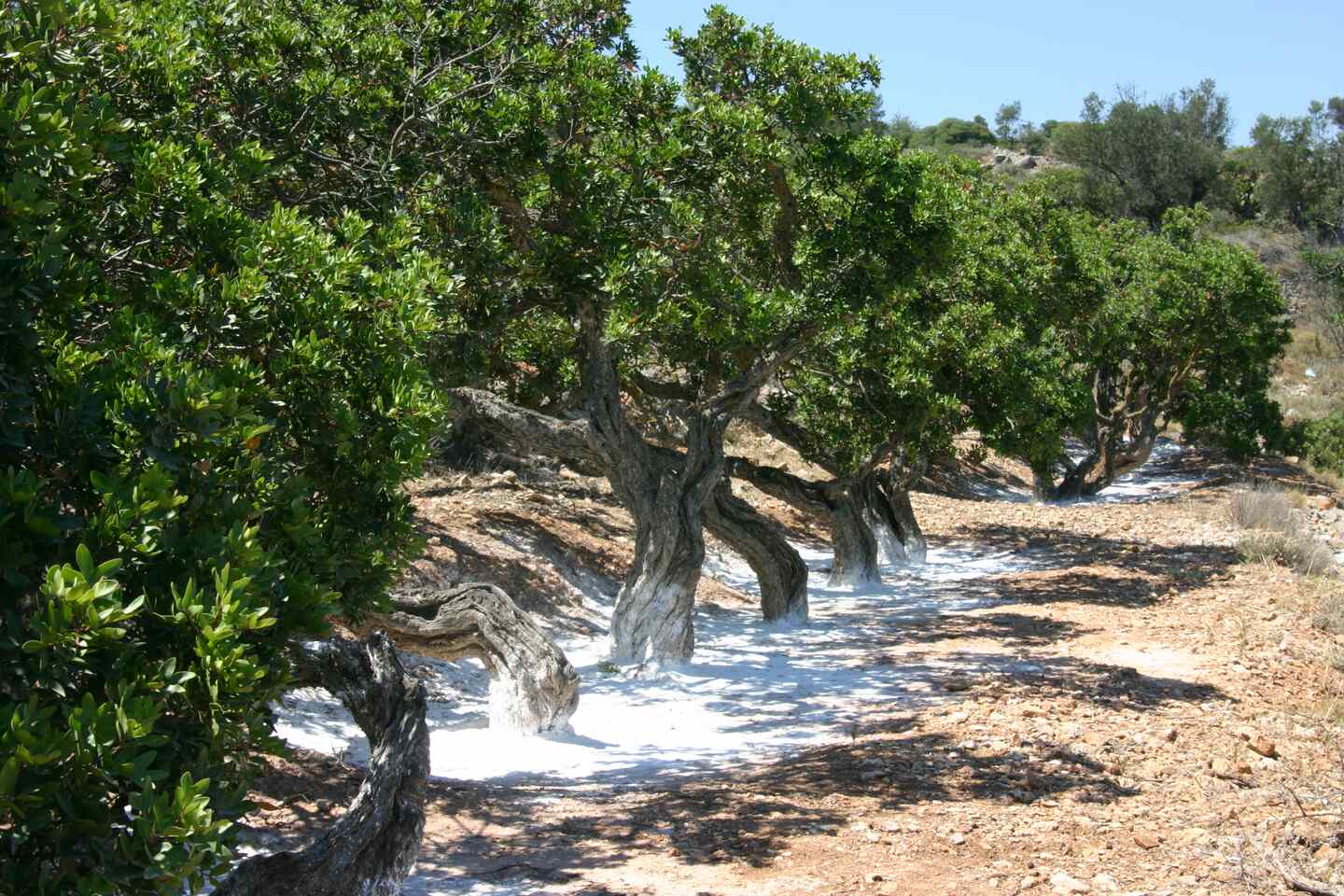 The magical mastic trees of Chios - Sustainable Greece